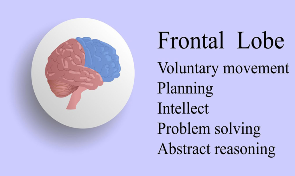 What are Brain Lobes and How are they Important? - Nakase Law Firm
