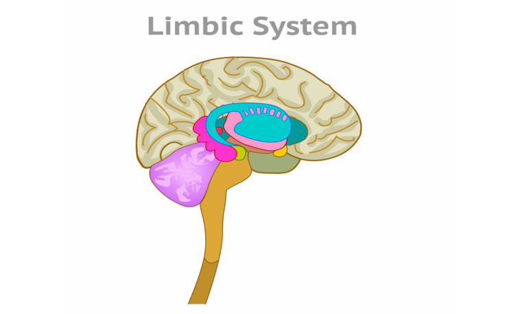 What are Brain Lobes and How are they Important? - Nakase Law Firm