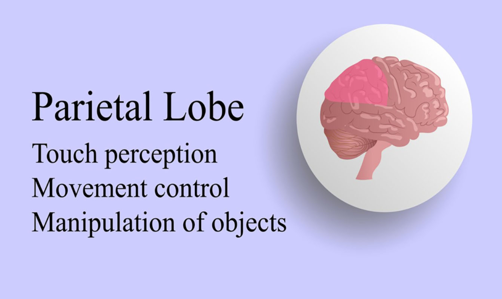 What are Brain Lobes and How are they Important? - Nakase Law Firm