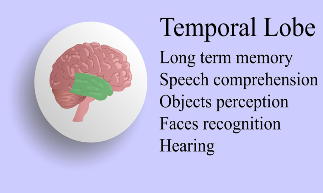 What are Brain Lobes and How are they Important? - Nakase Law Firm