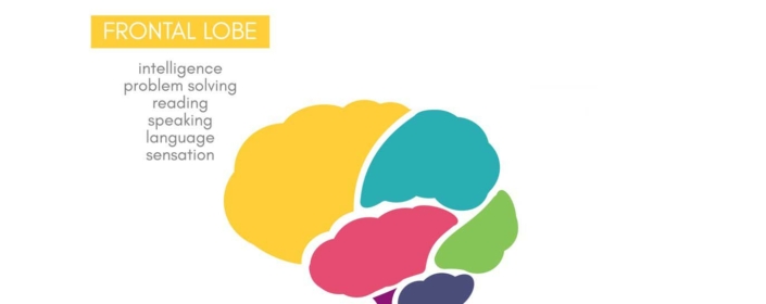 What is the brain's frontal lobe function? - Nakase Law Firm