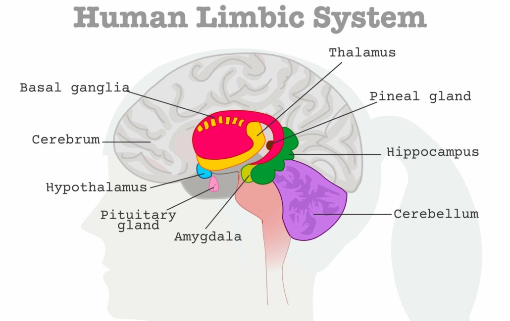 Brain Limbic Lobe: Where is it and what does it do? - Nakase Law Firm